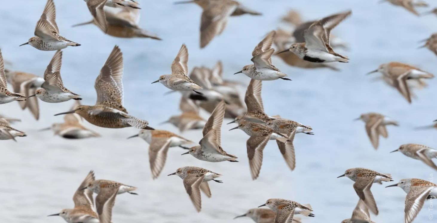 Thursday Night Talk: Why Birds Attract Us